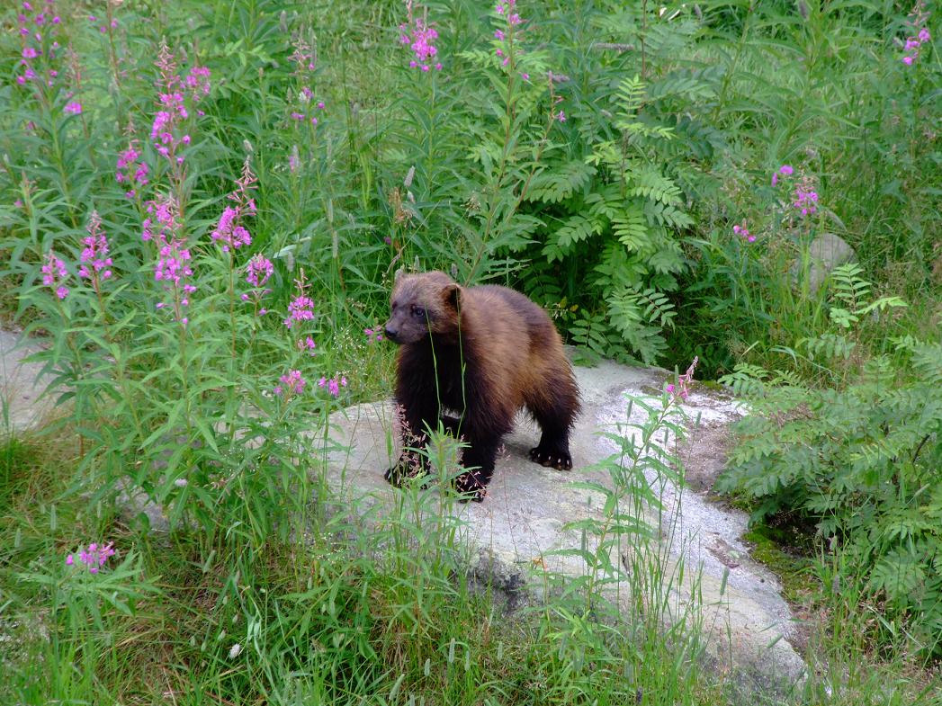Wolverines in Norway – Bears in Mind