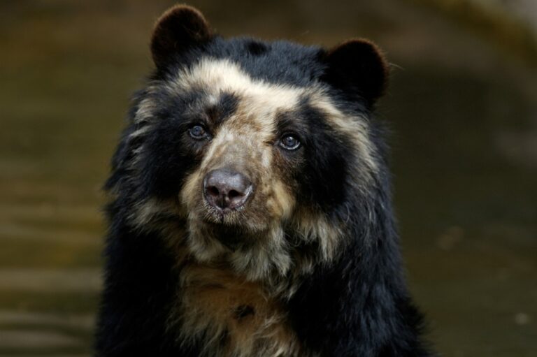 Wat te doen als je een wilde beer tegenkomt – Bears in Mind