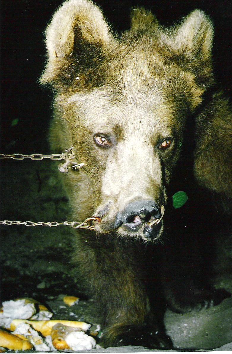 A sanctuary for bears… – Bears in Mind