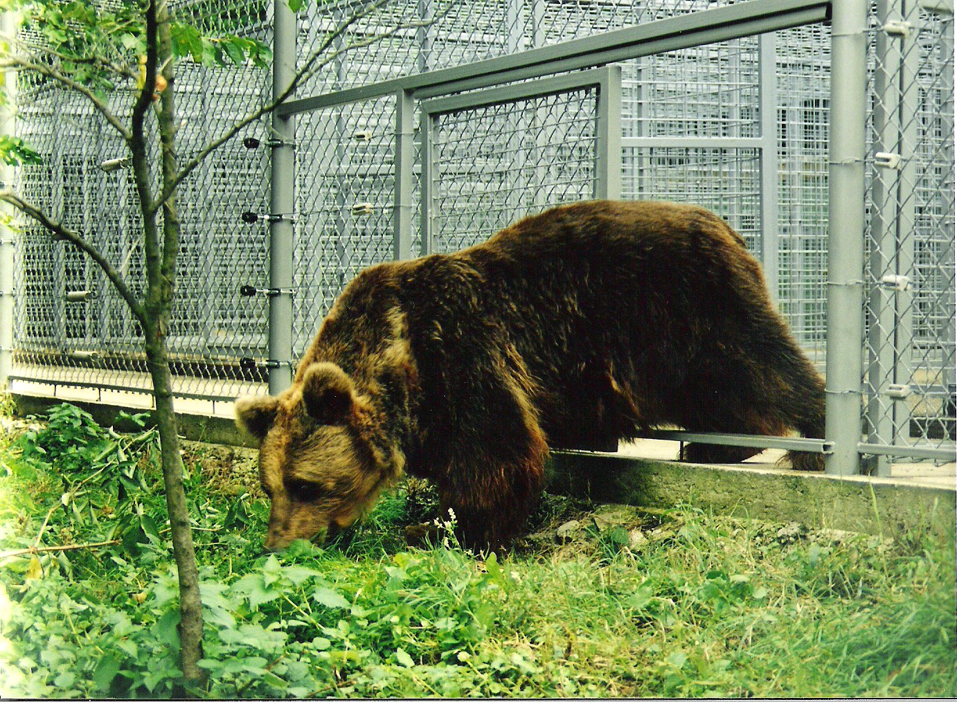 Three-legged bear Elvis – Bears in Mind