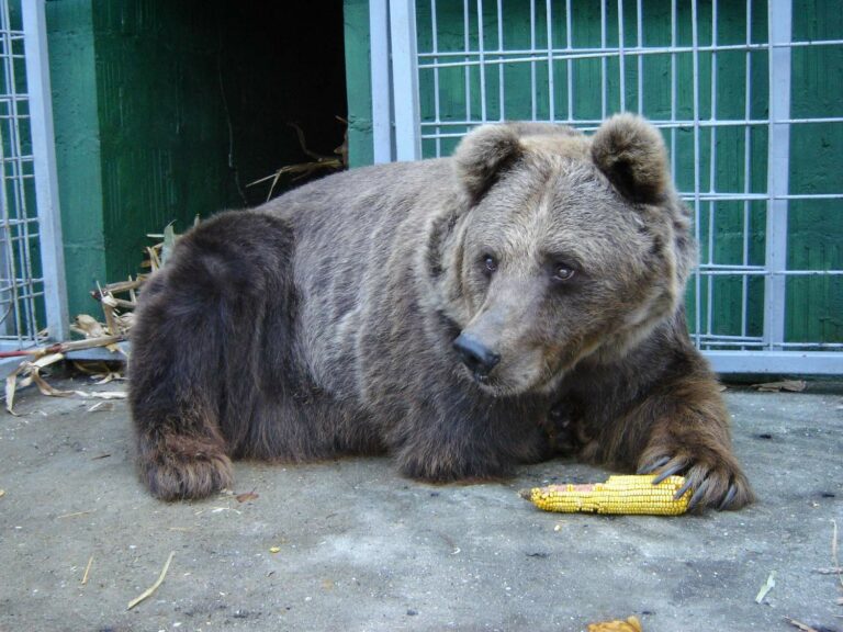 Three-legged bear Elvis – Bears in Mind