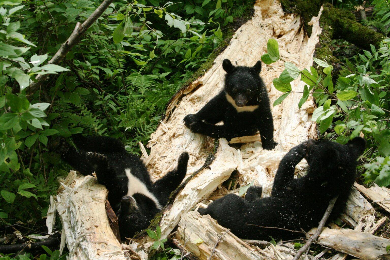 Russian Federation – Bears in Mind