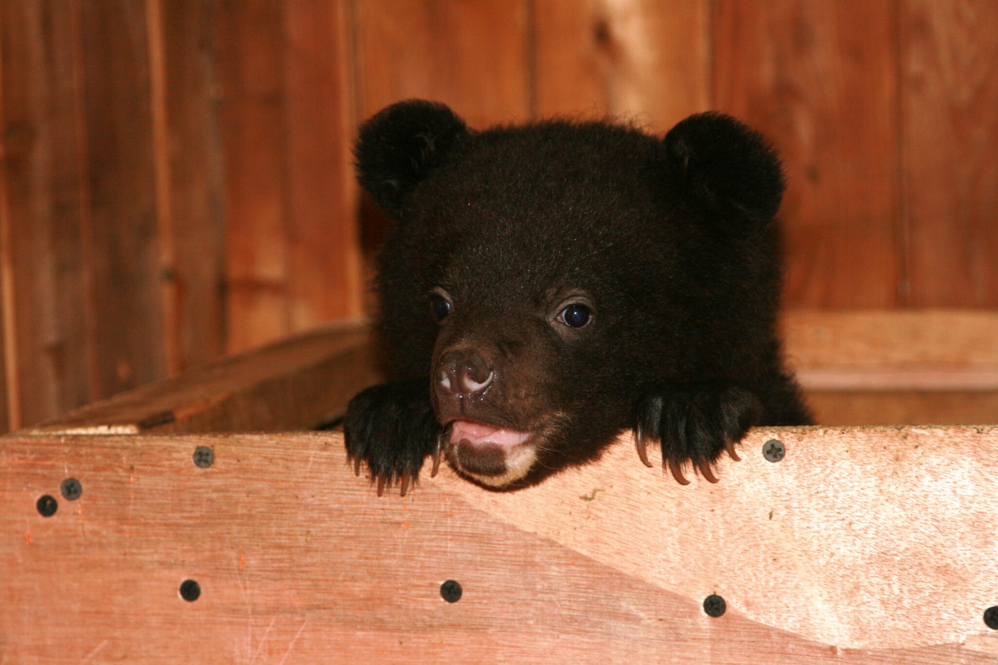 Russian Federation – Bears in Mind