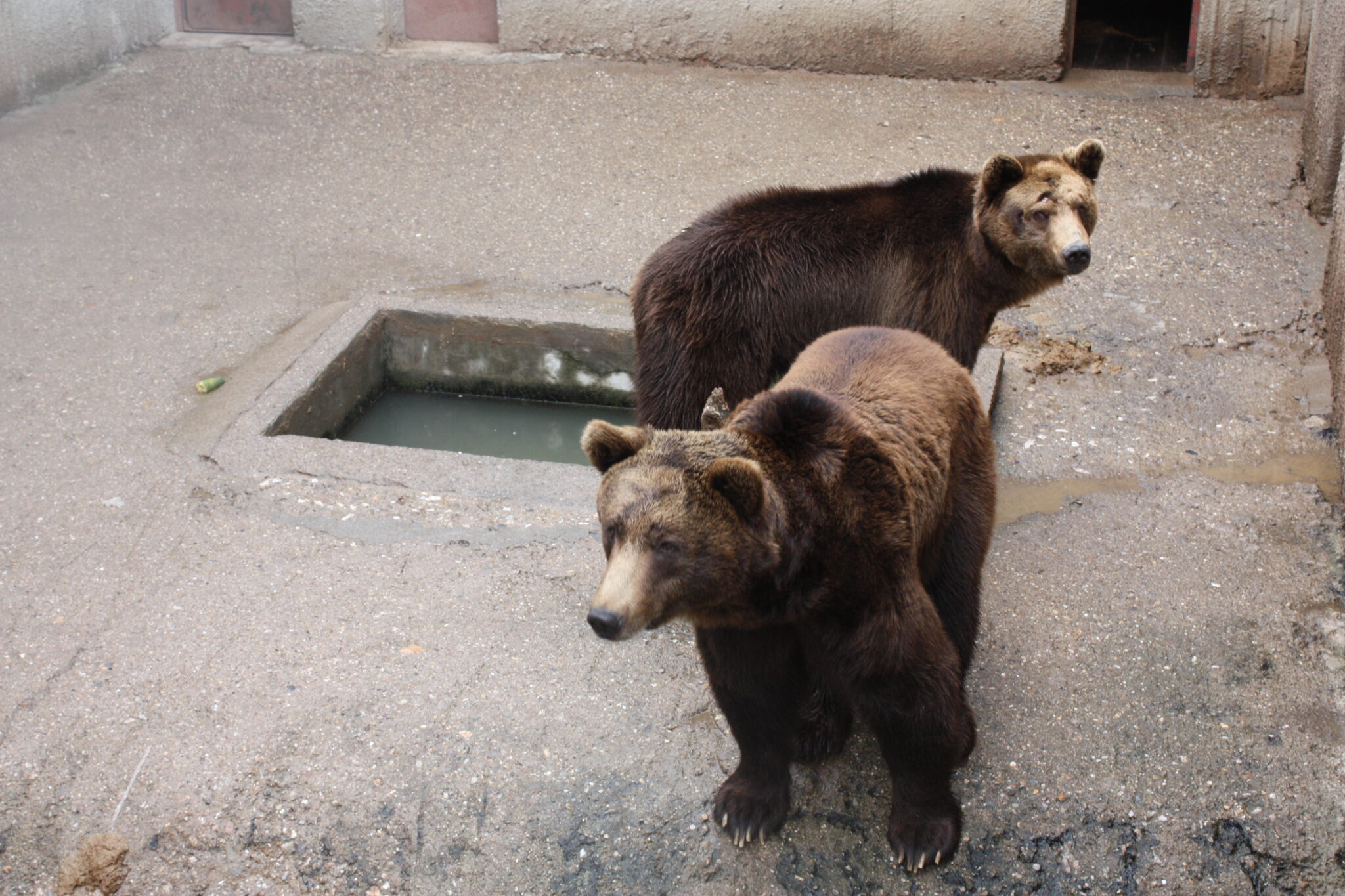 Bulgaria – Bears in Mind