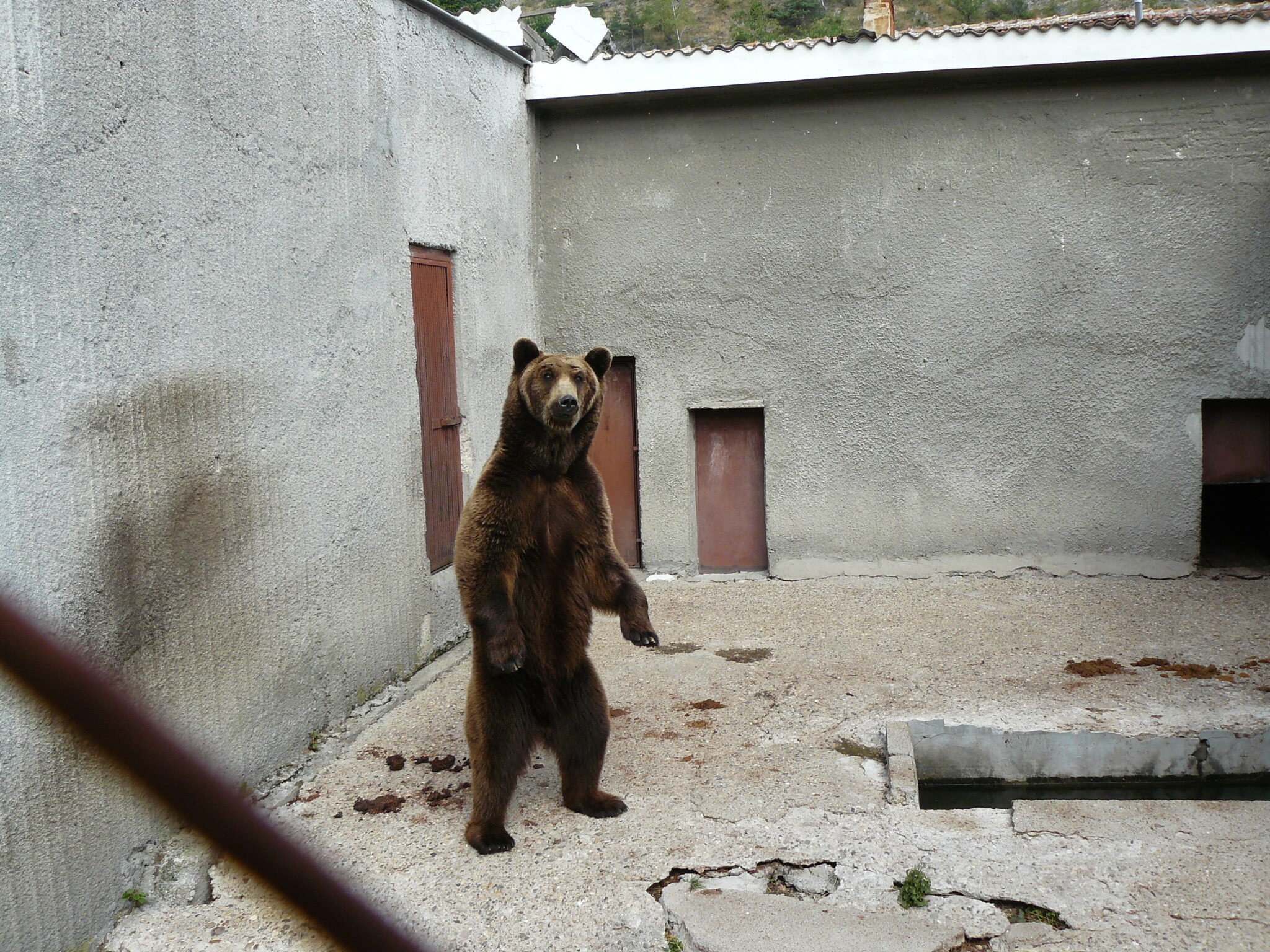 Bulgaria – Bears in Mind