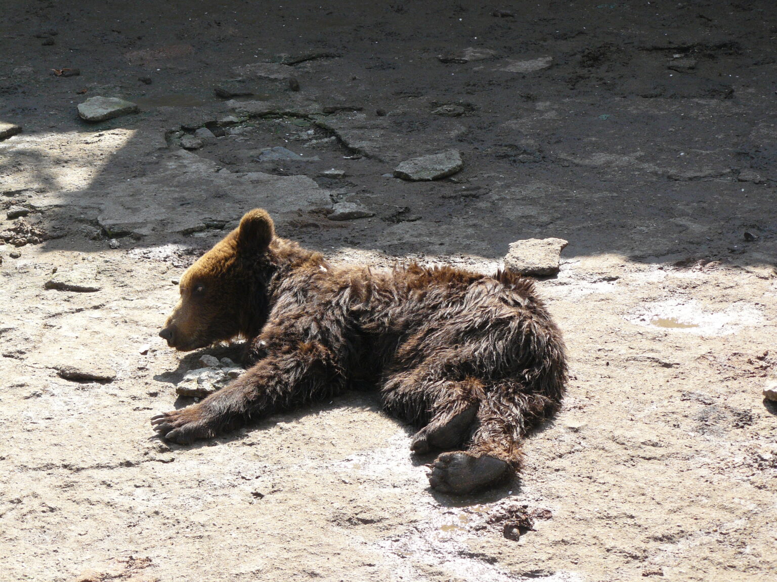 Bulgaria – Bears in Mind