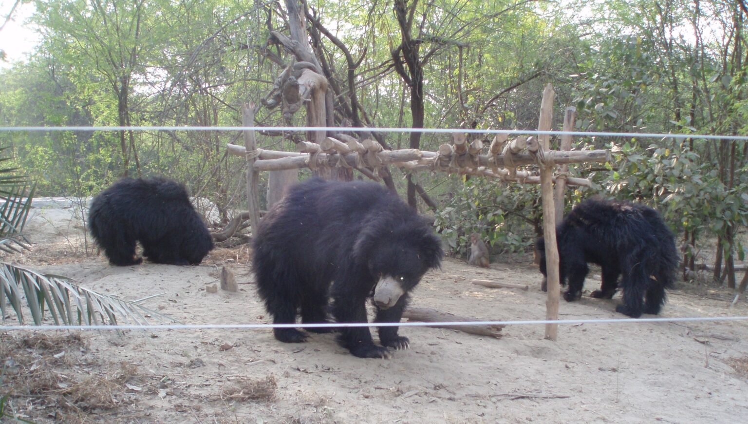 India – Bears in Mind