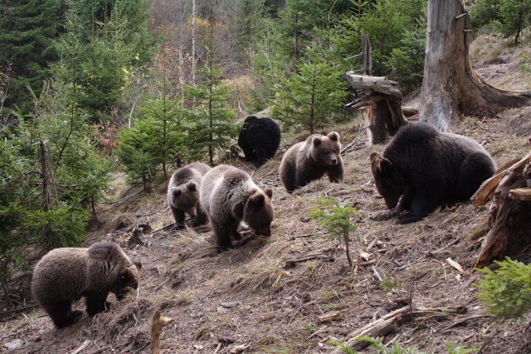 Bear Again – Bears in Mind