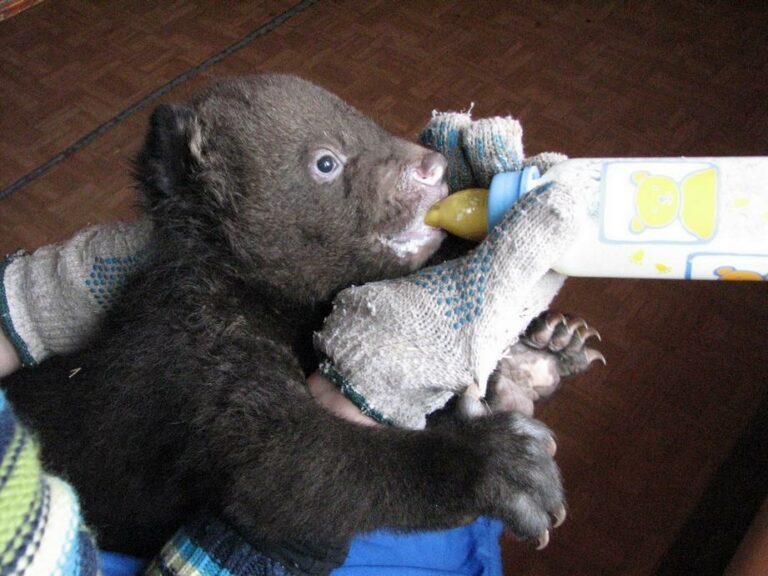 Russian Federation – Bears in Mind