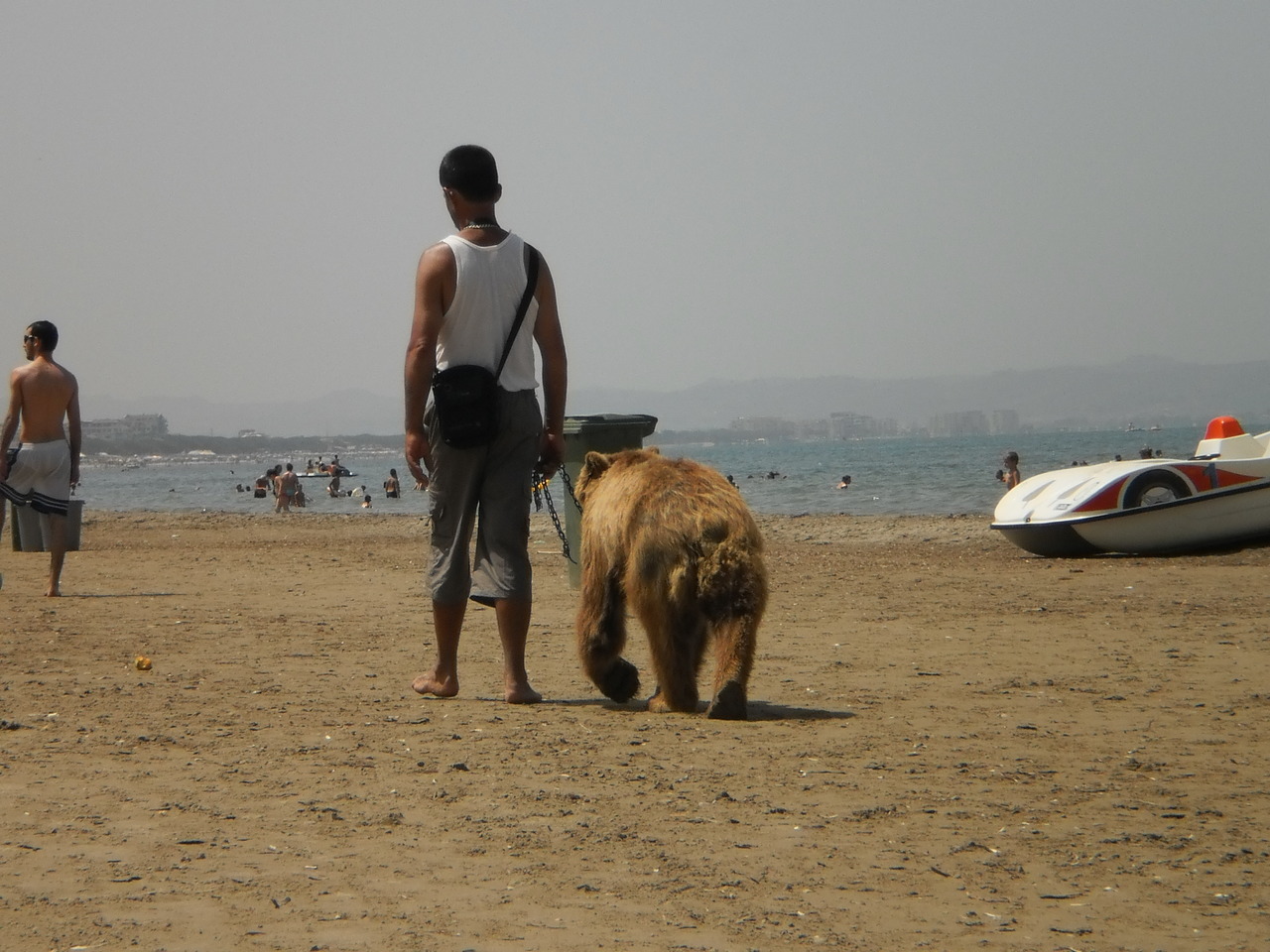 Bears in need in Albania – Bears in Mind