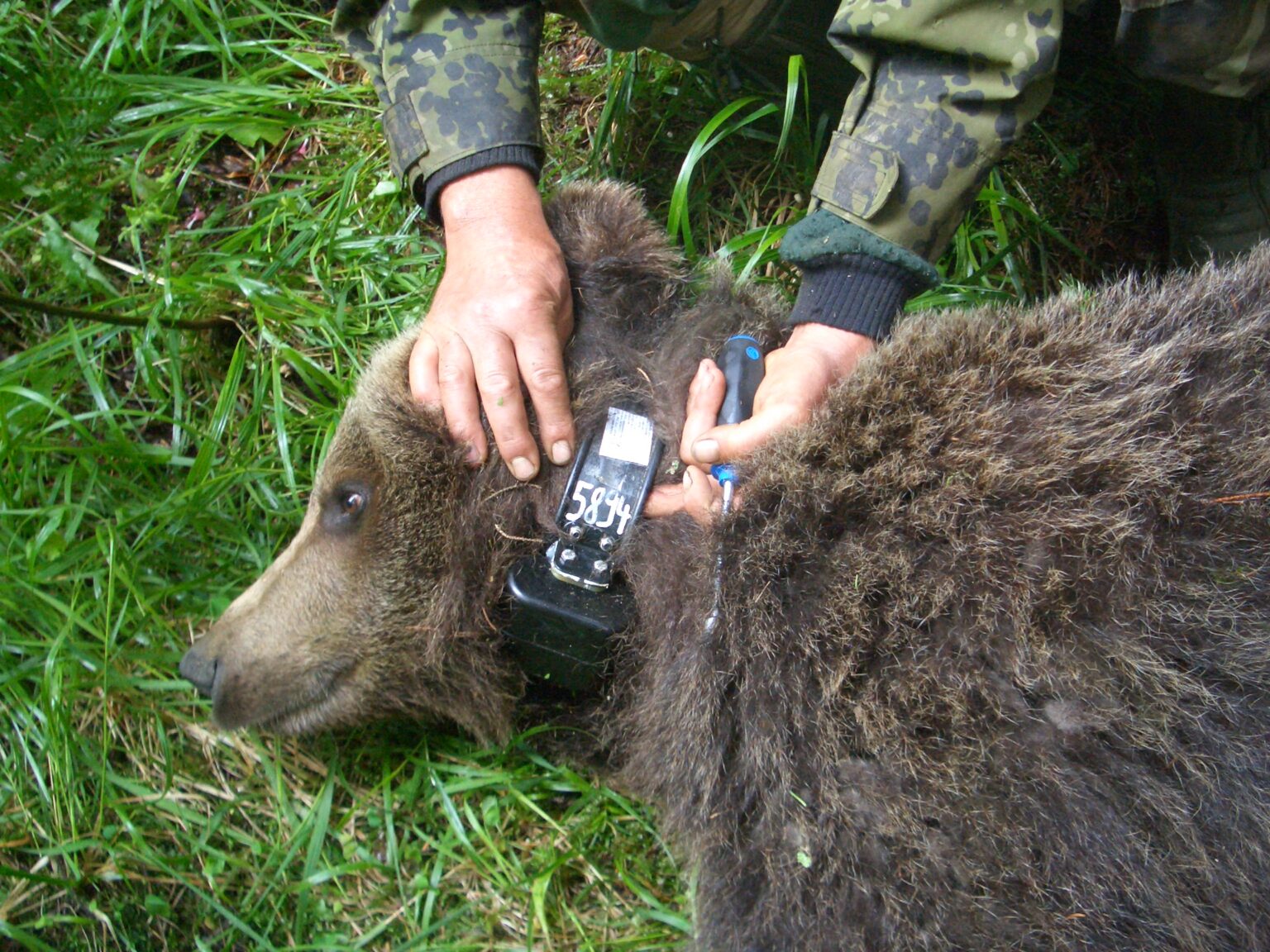 Bears in Mind – Bears in Mind beschermt de beer