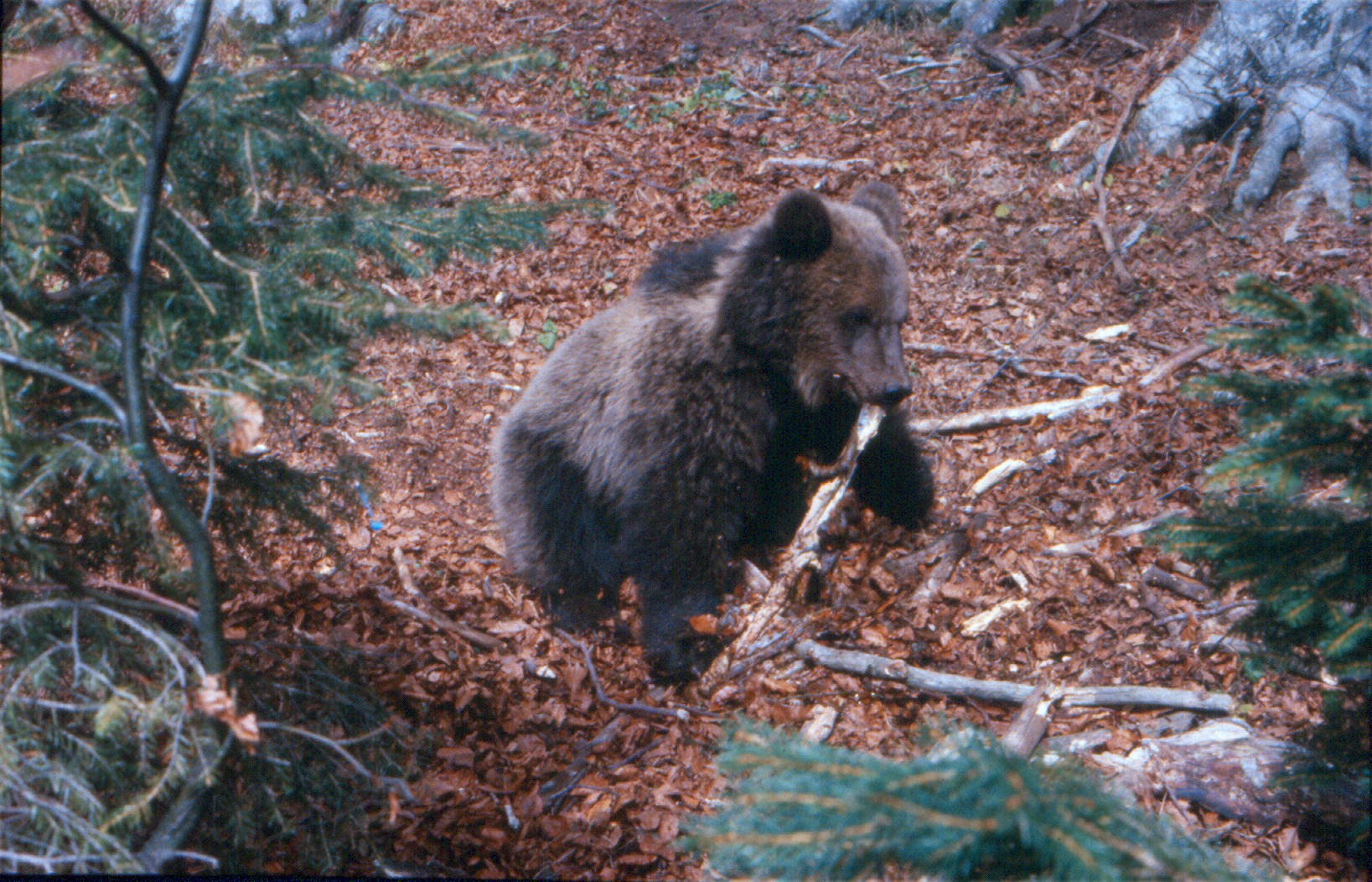 Counting bears in Croatia – Bears in Mind
