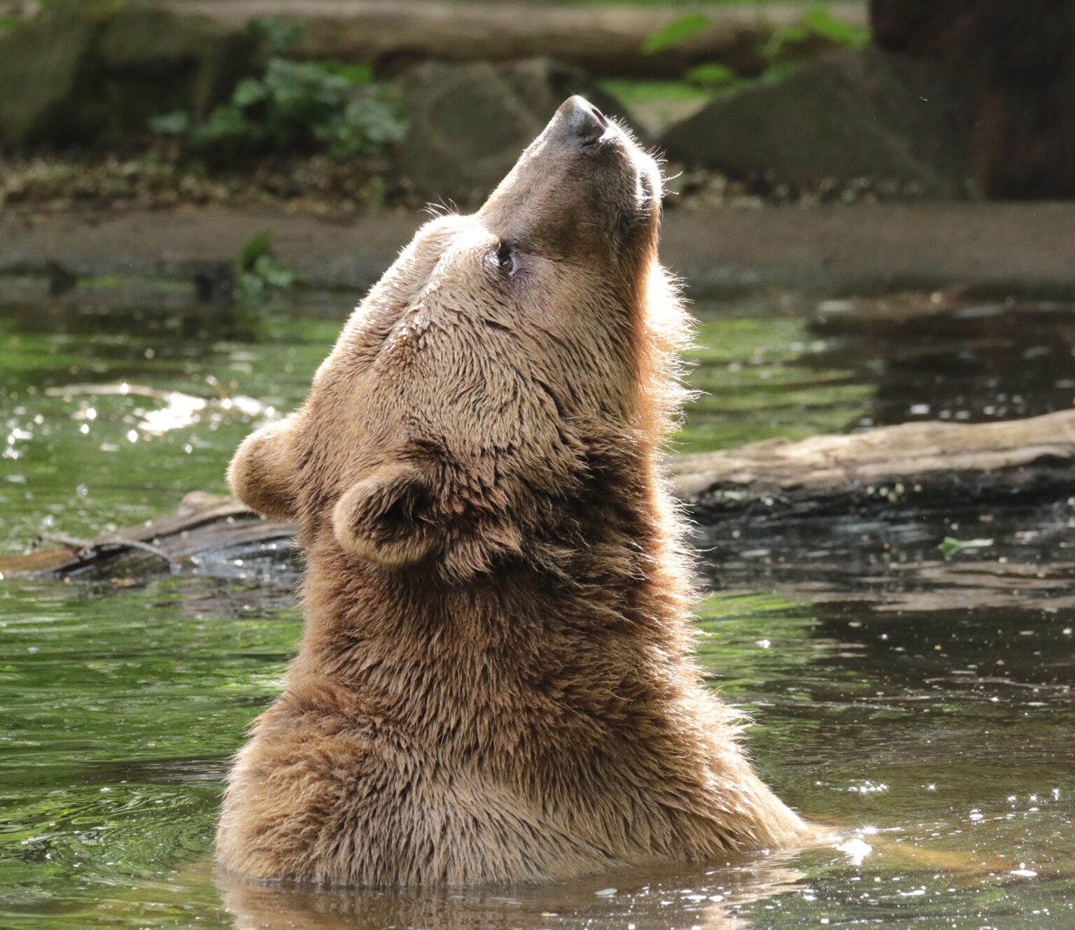 Bears in Mind – Bears in Mind beschermt de beer