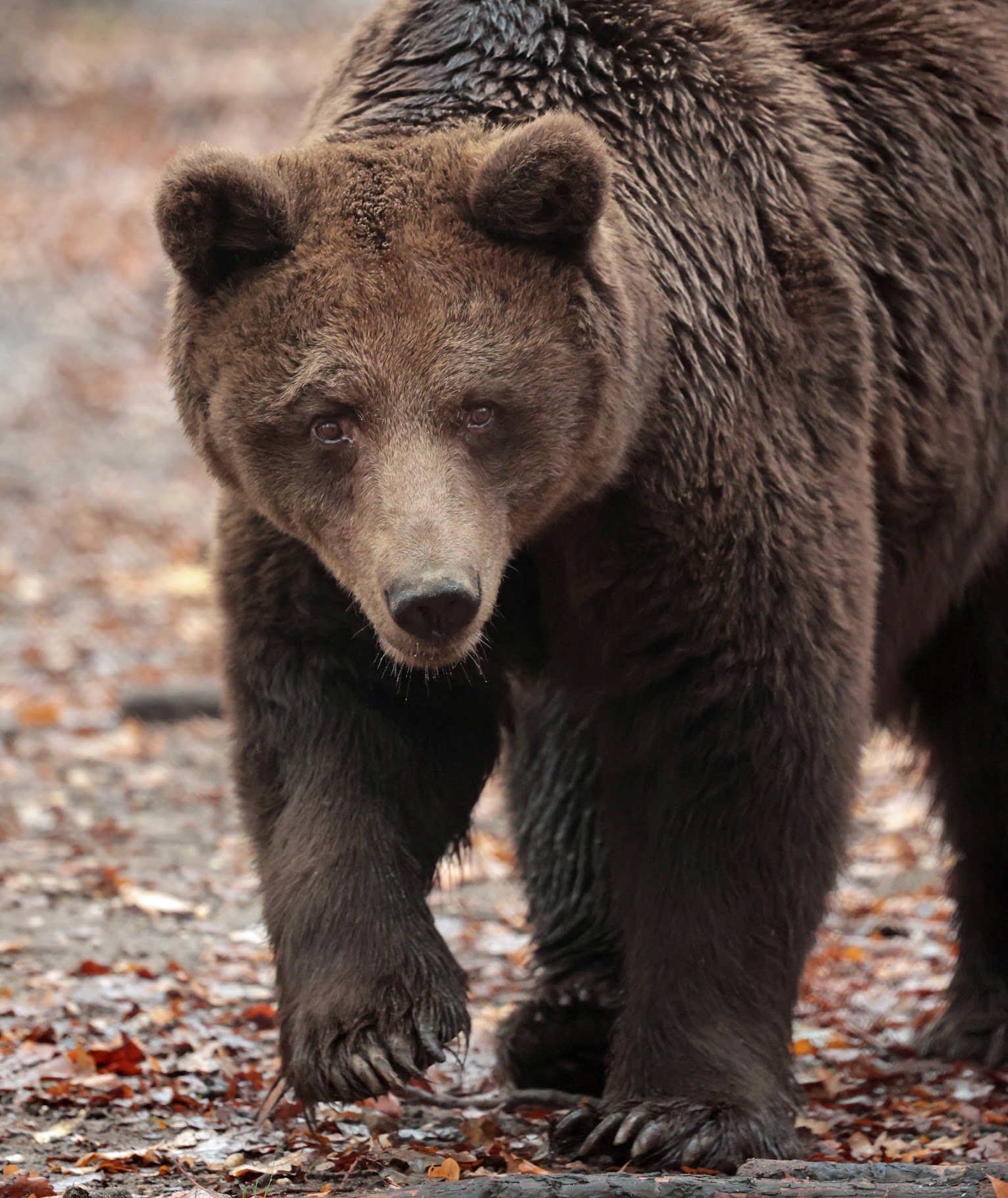 Bears in Mind – Bears in Mind beschermt de beer