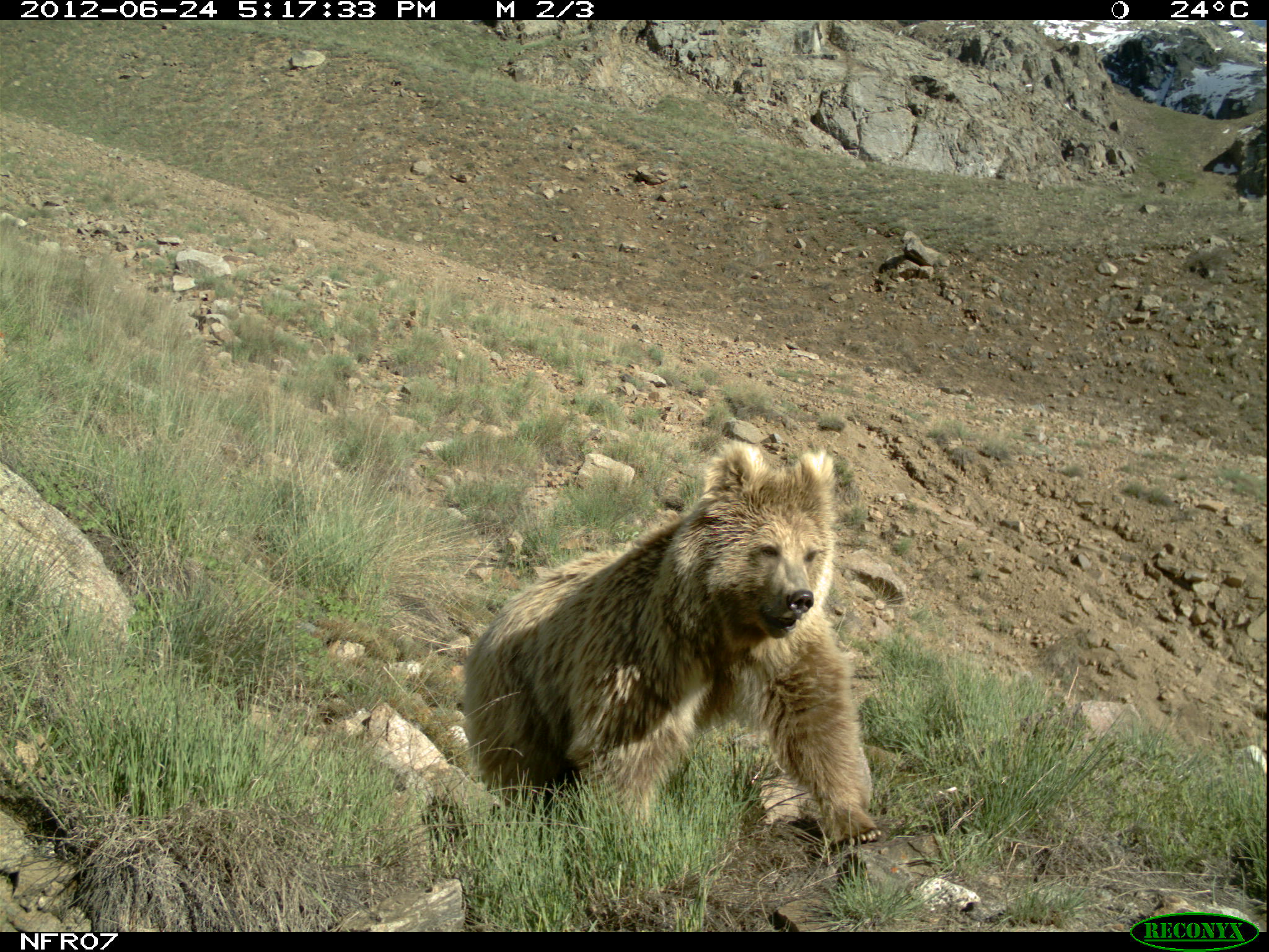 Brown bear research in Pakistan – Bears in Mind