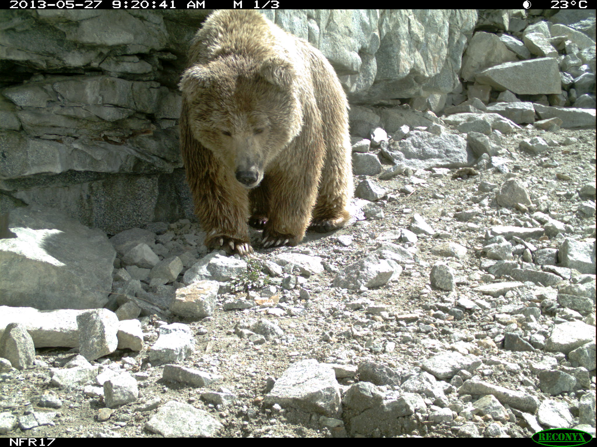 Brown bear research in Pakistan – Bears in Mind
