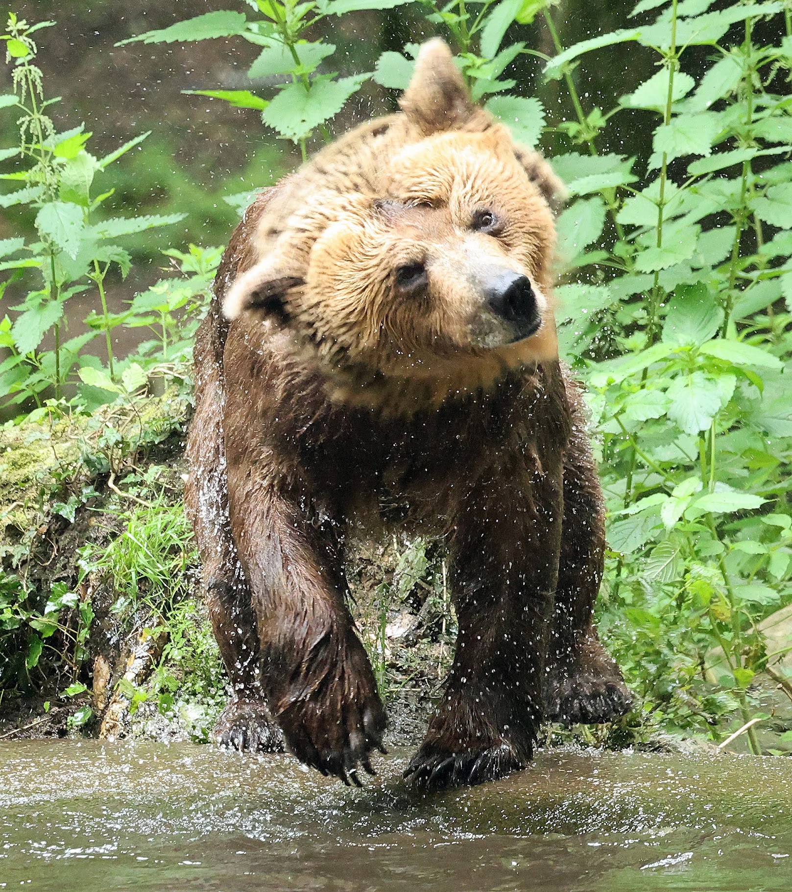 Bears in Mind – Bears in Mind beschermt de beer