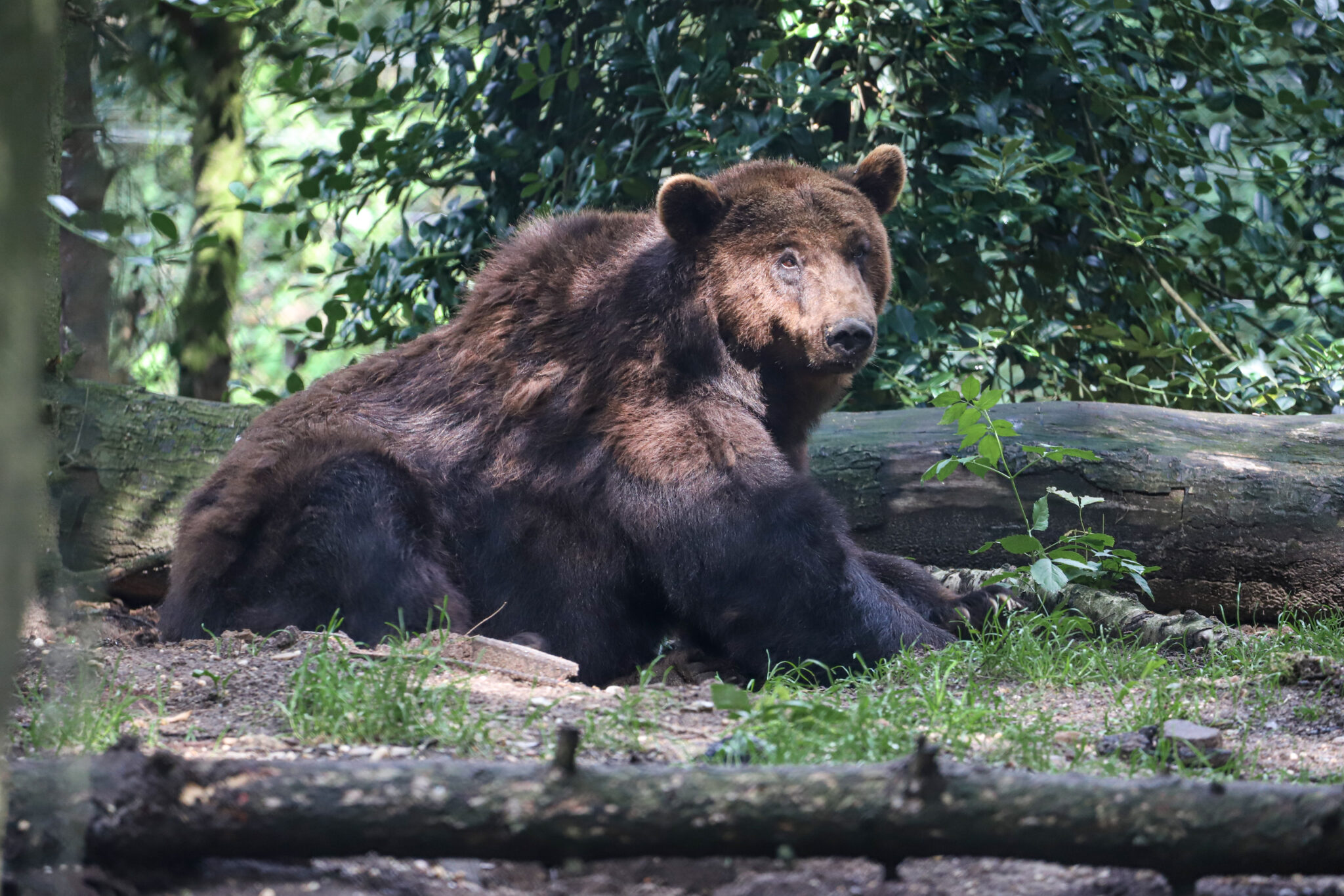 Het Berenbos – Bears in Mind