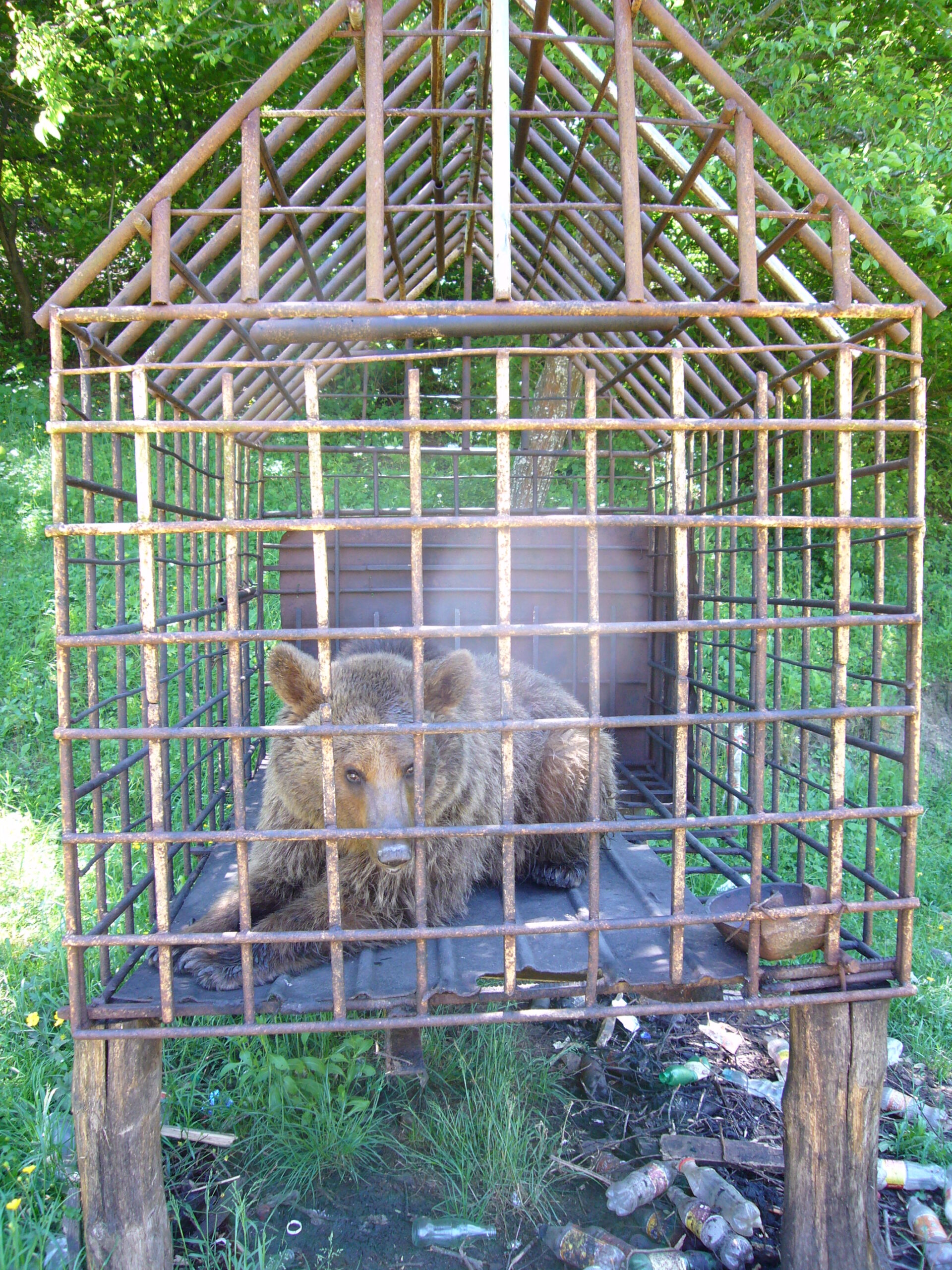 Bears in Mind – Bears in Mind beschermt de beer