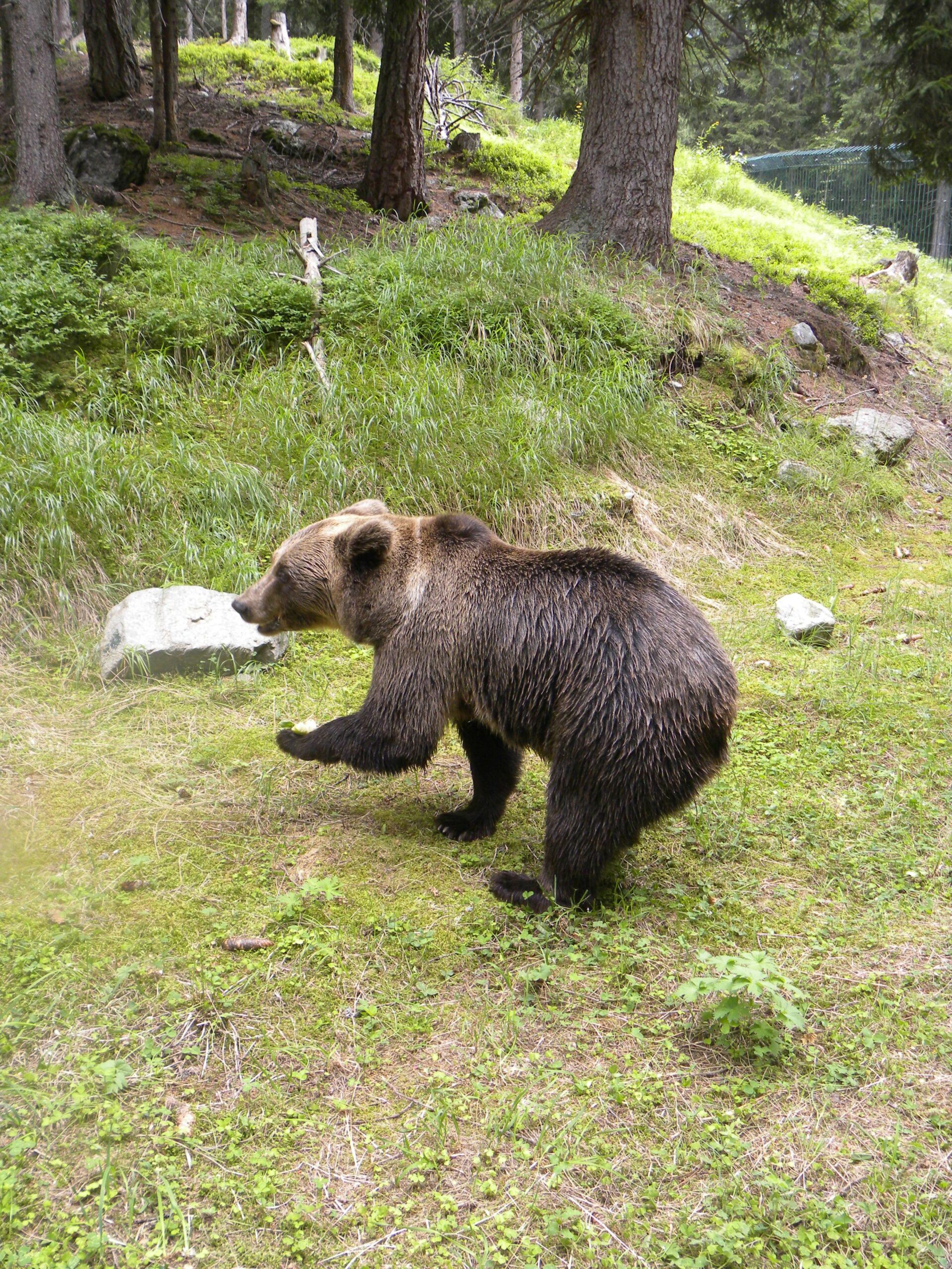 Bulgaria – Bears in Mind