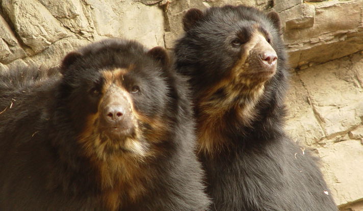 Beren – Bears in Mind