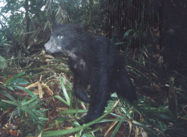 Veelgestelde vragen – Bears in Mind