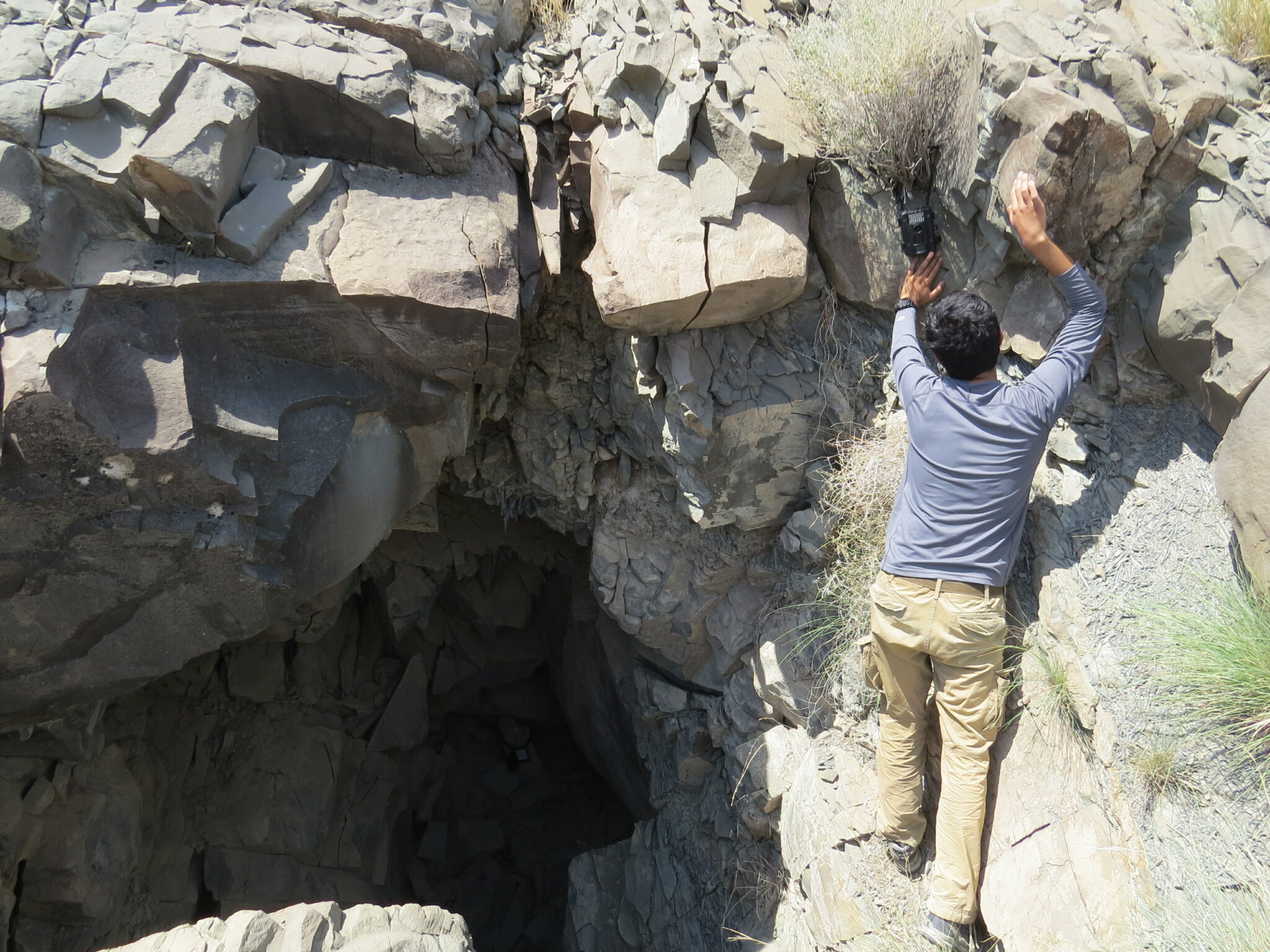 Asiatic black bears in Iran – Bears in Mind