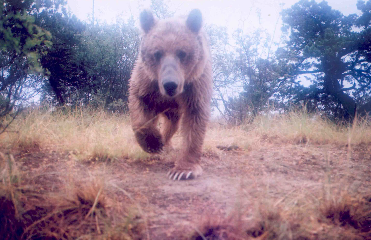 Bear Conservation in Georgia – Bears in Mind