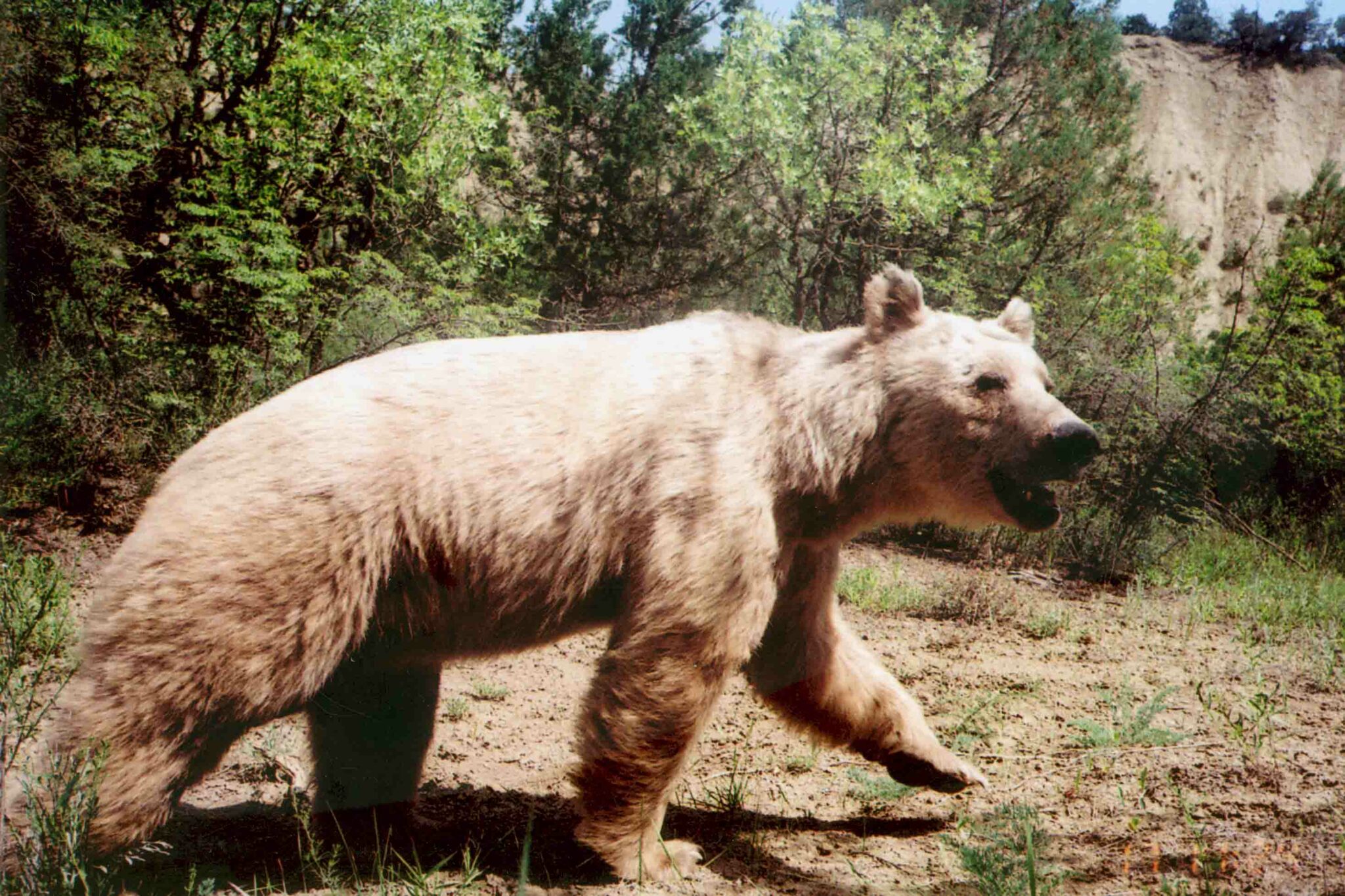 Bear Conservation in Georgia – Bears in Mind