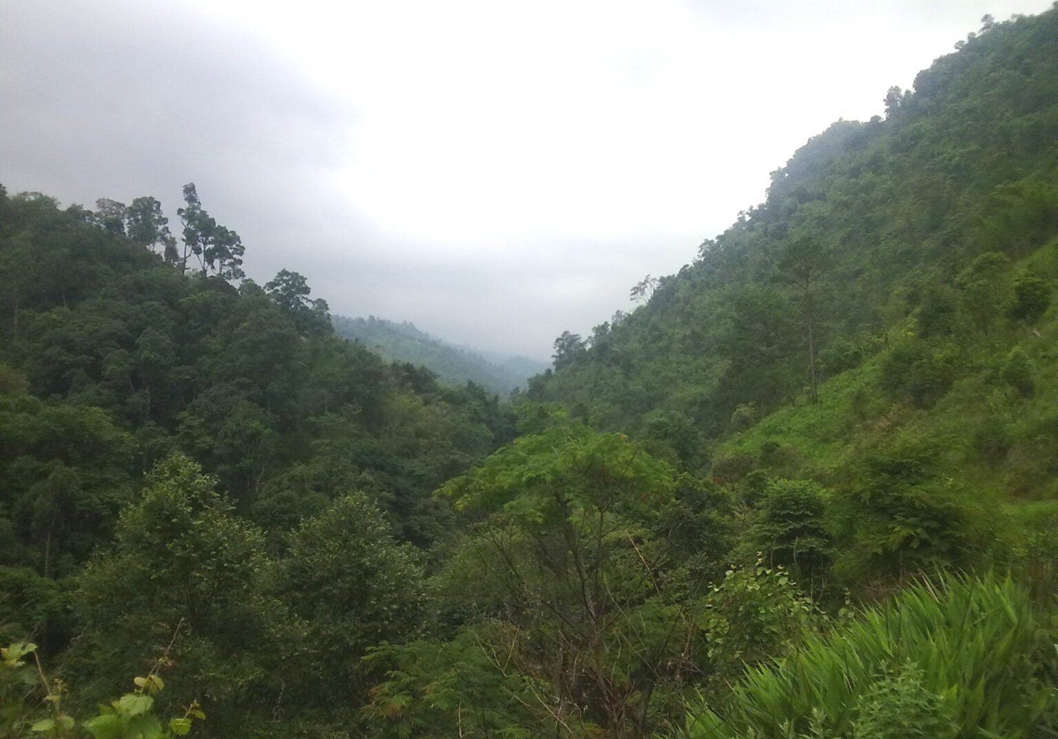 Bear Conservation in Myanmar – Bears in Mind