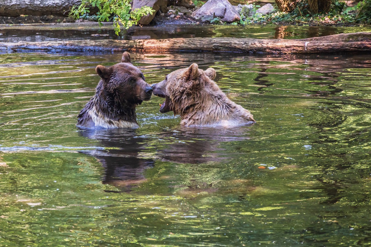 About us – Bears in Mind