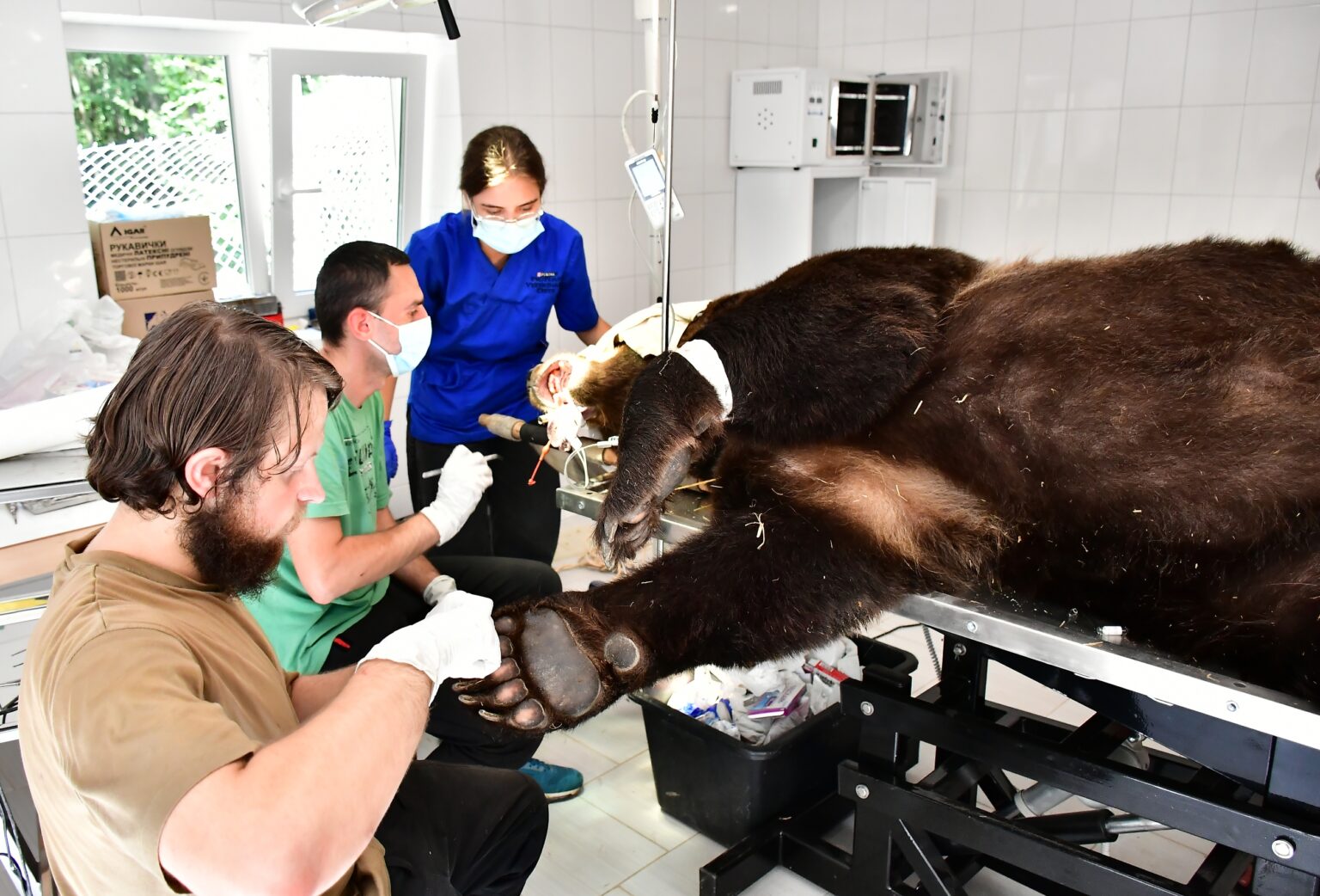Veterinary Equipment for Bear Sanctuary – Bears in Mind