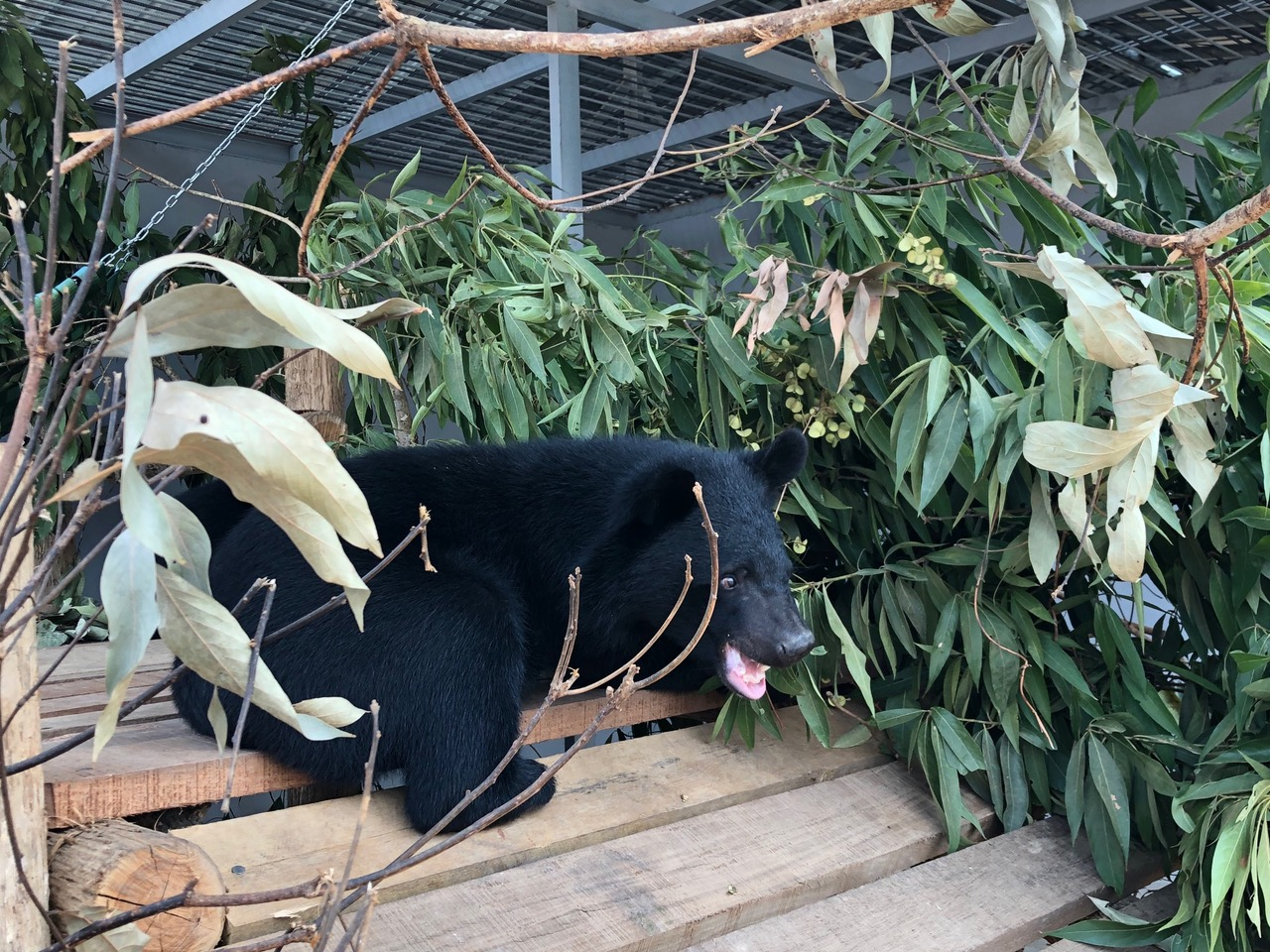 Sun bear – Bears in Mind