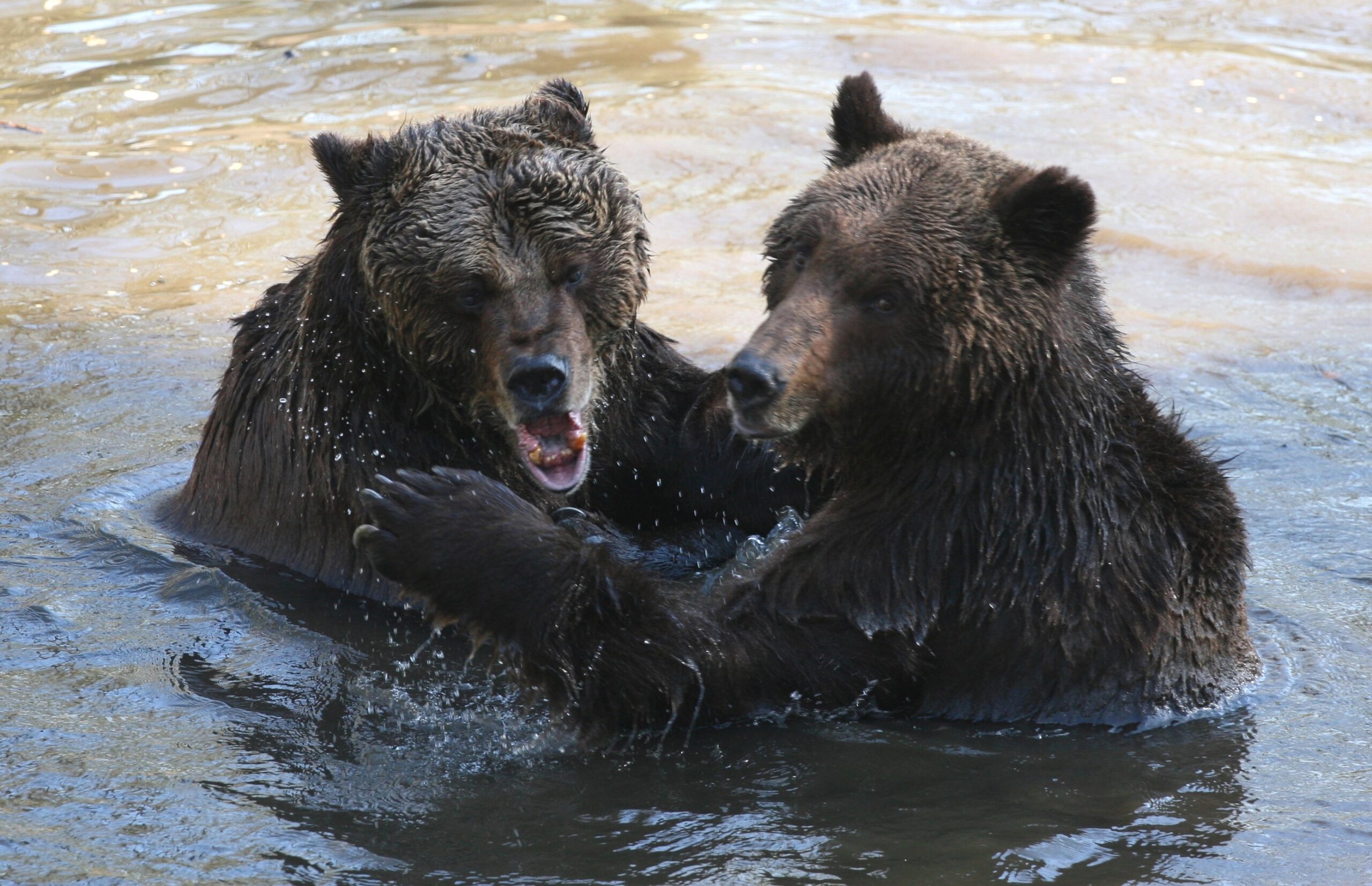 Beren als erfgenaam – Bears in Mind
