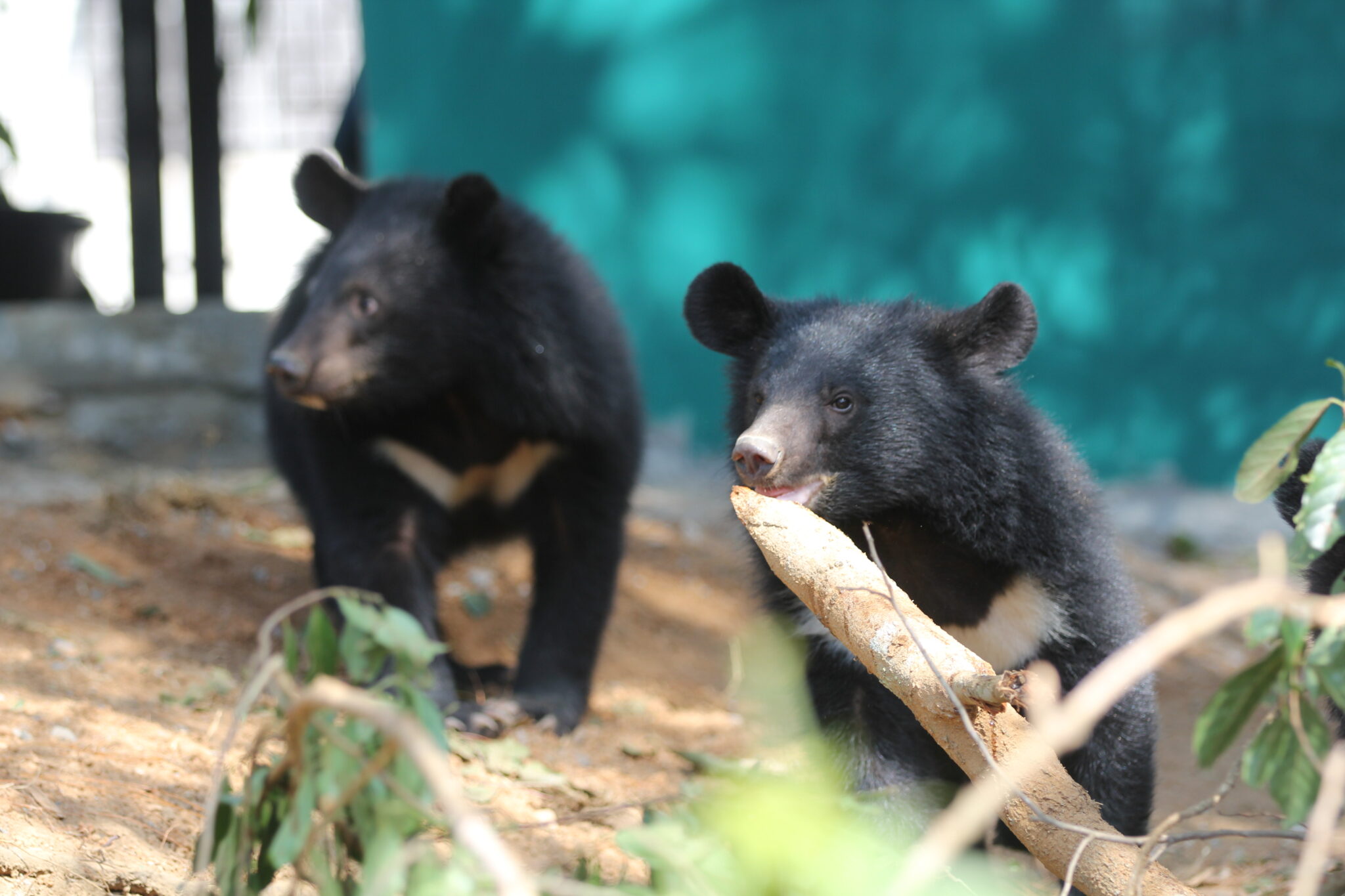 Sun bear – Bears in Mind