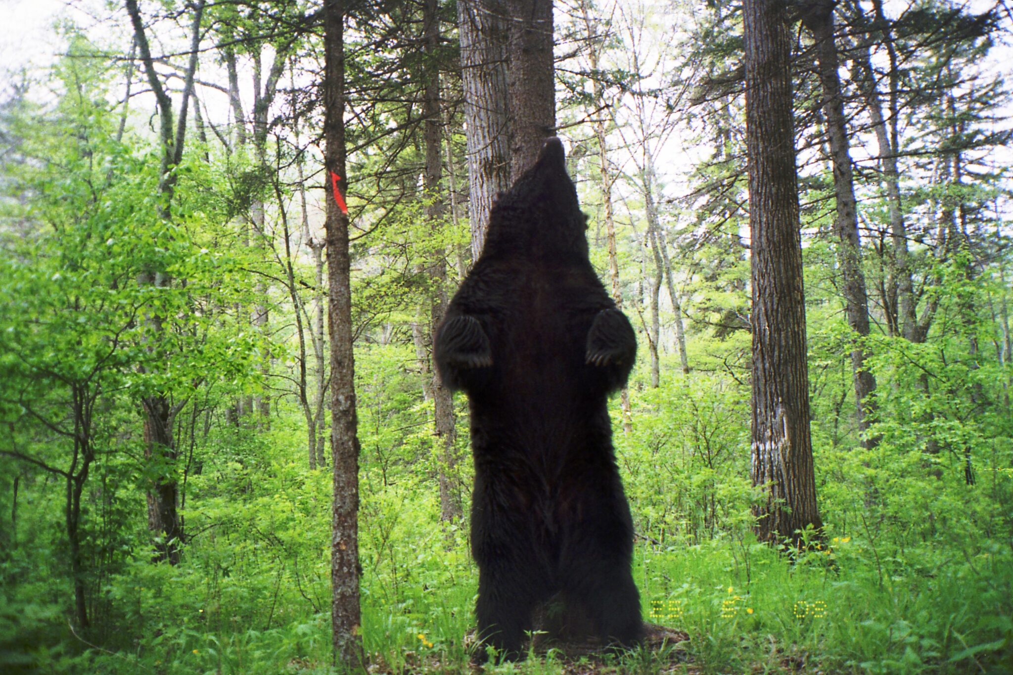 Russian Federation – Bears in Mind