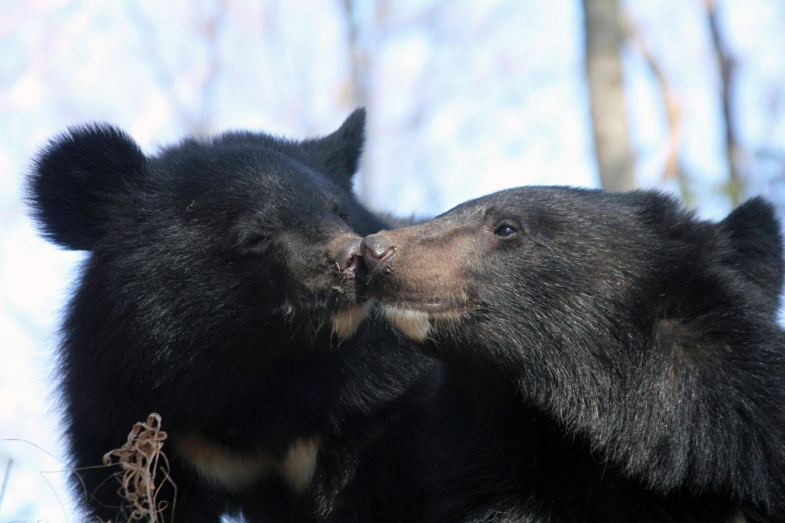 Bear Projects – Bears in Mind