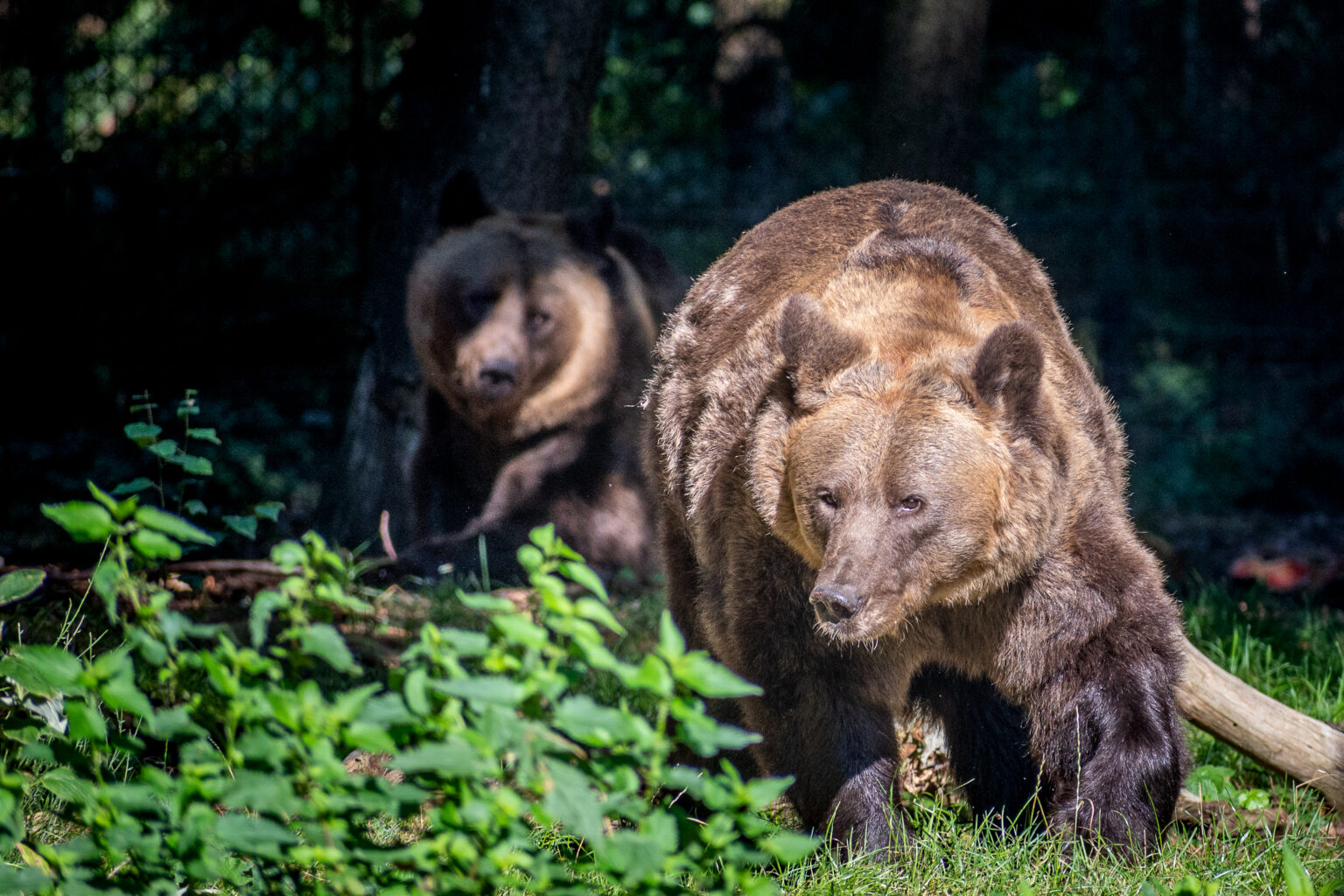 The Bear Forest – Bears in Mind