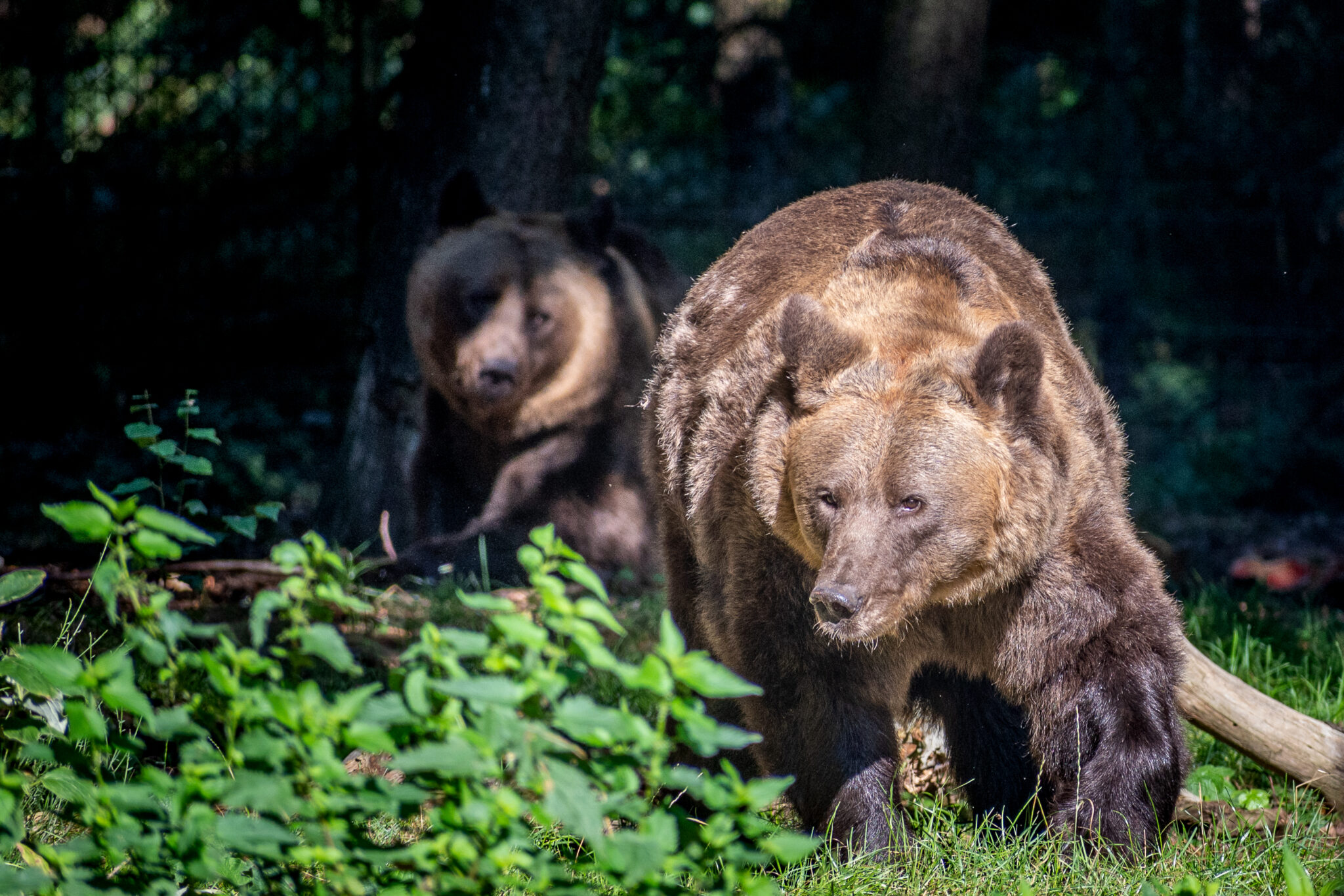 The Bear Forest – Bears in Mind