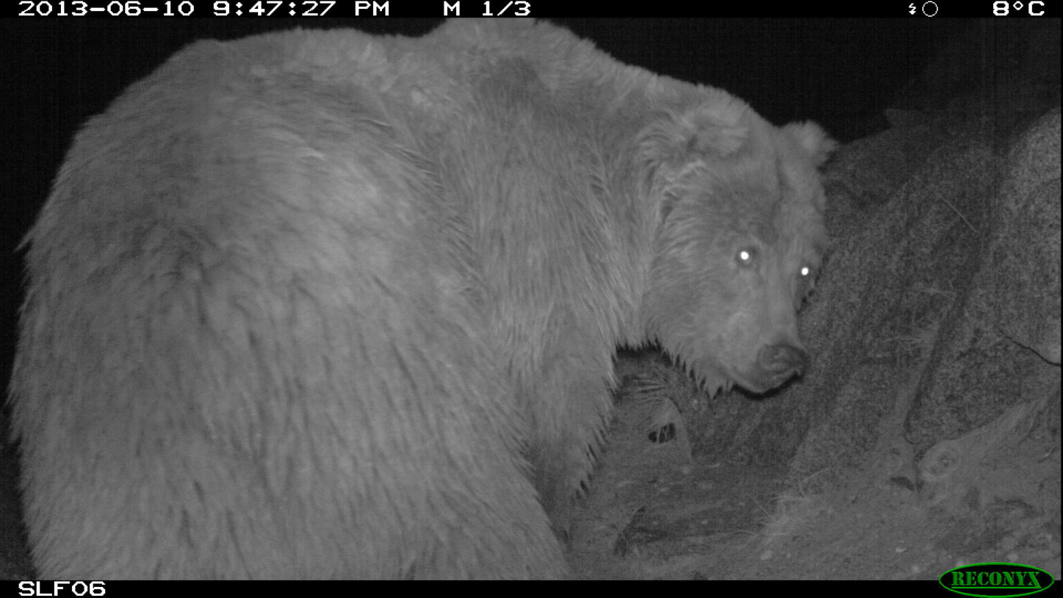 APPLY FOR FUNDING OF YOUR BEAR PROJECT – Bears in Mind