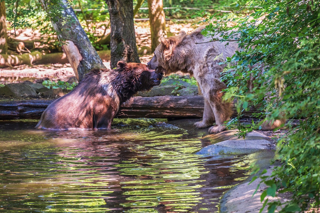 The Bear Forest – Bears in Mind