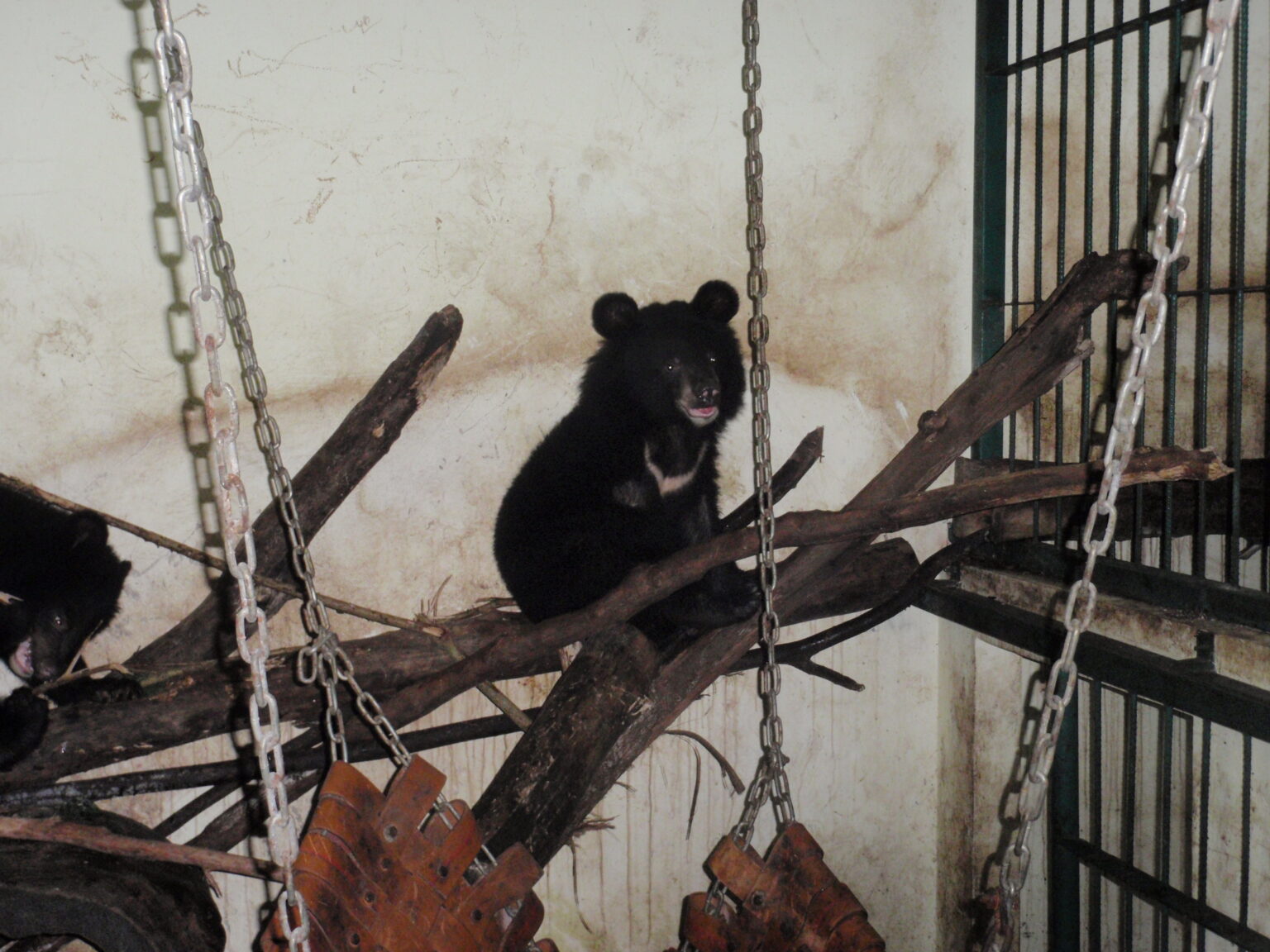 Sun bear – Bears in Mind