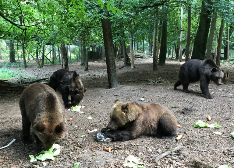 The Bear Forest – Bears in Mind