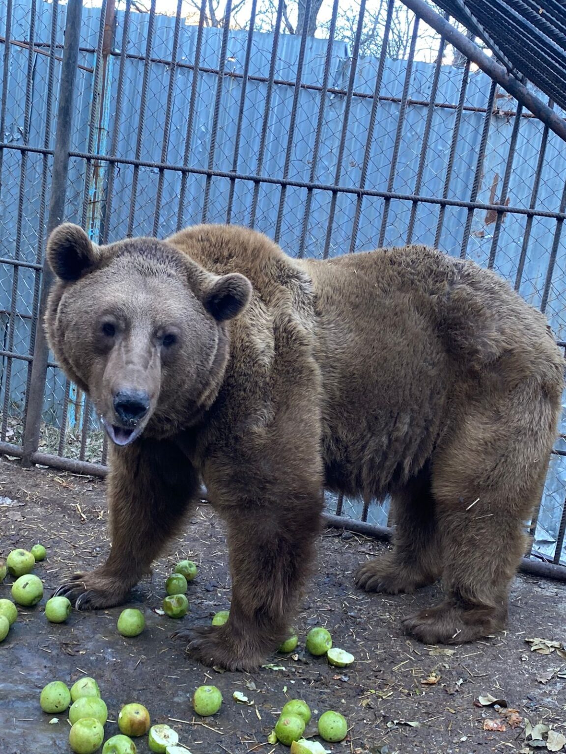 Bear Rescue Mission! – Bears in Mind