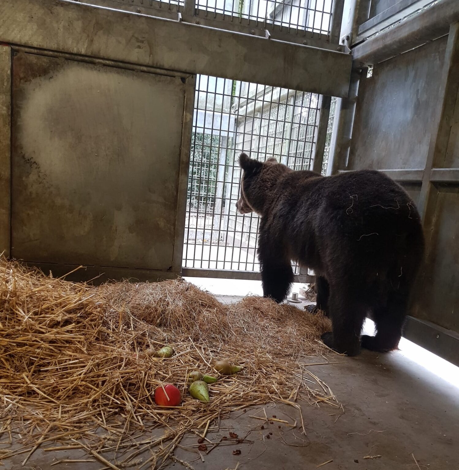 Bear Rescue Mission! – Bears in Mind