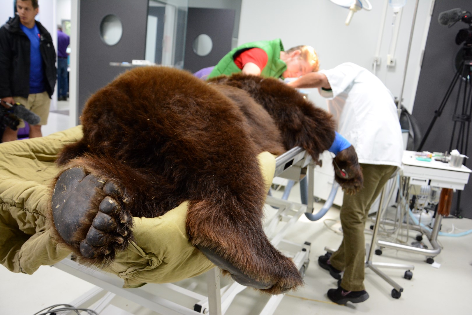 Large Bear Enclosures – Bears in Mind