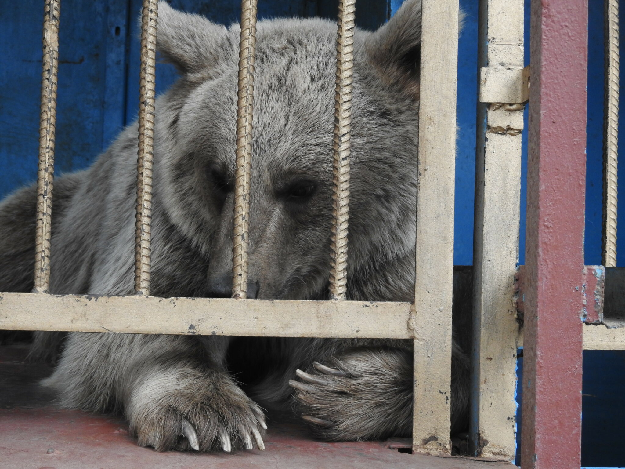 A better life for two Armenian bears – Bears in Mind