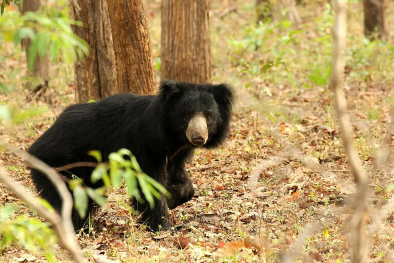 Nepal – Bears in Mind