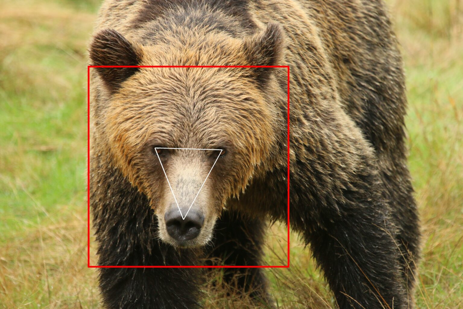 Developing non-invasive conservation technology to monitor bears ...