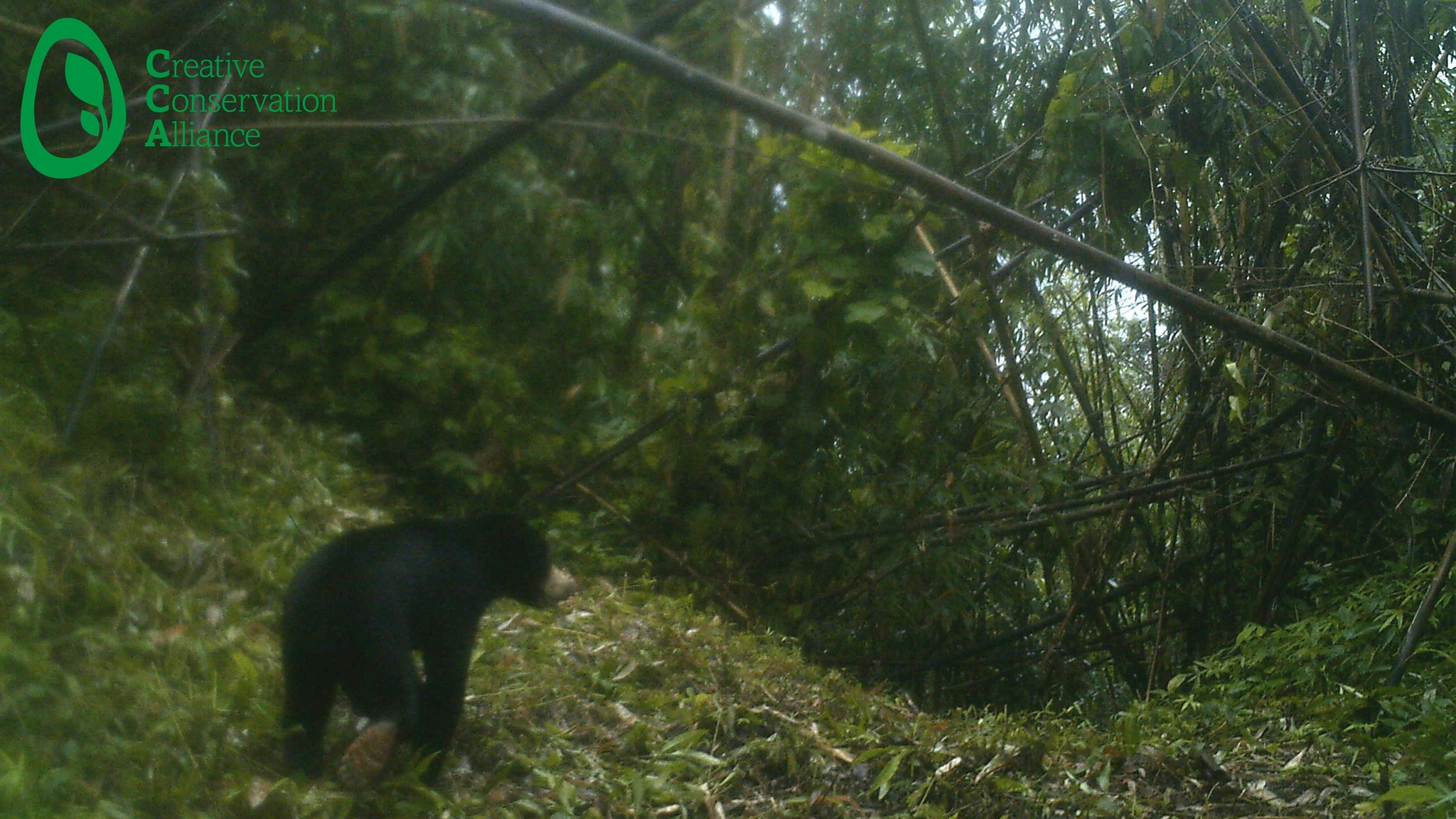 Bear conservation efforts in Bangladesh – Bears in Mind